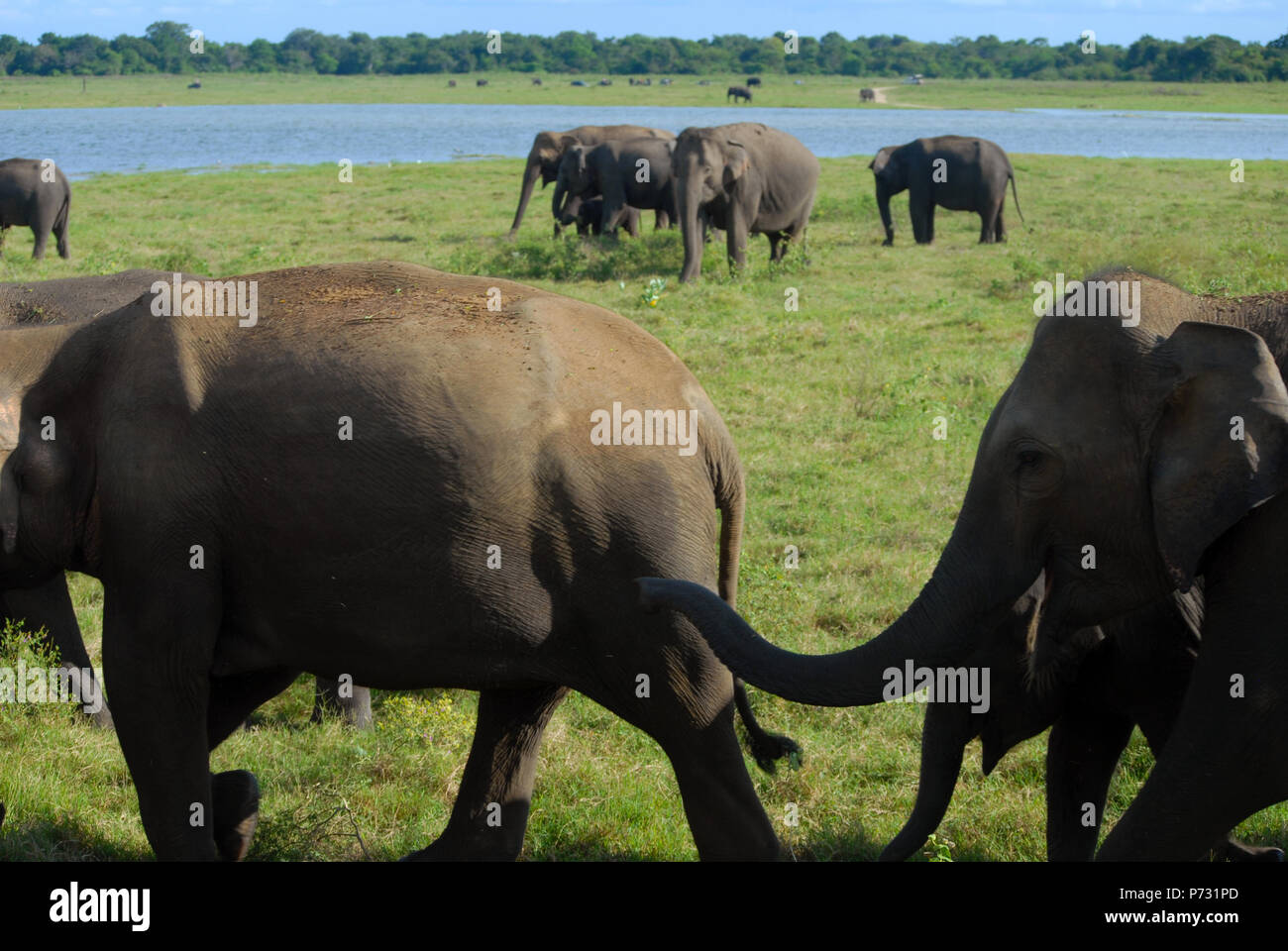 Elephants at Kaudulla National Park, Sri Lanka Stock Photo - Alamy