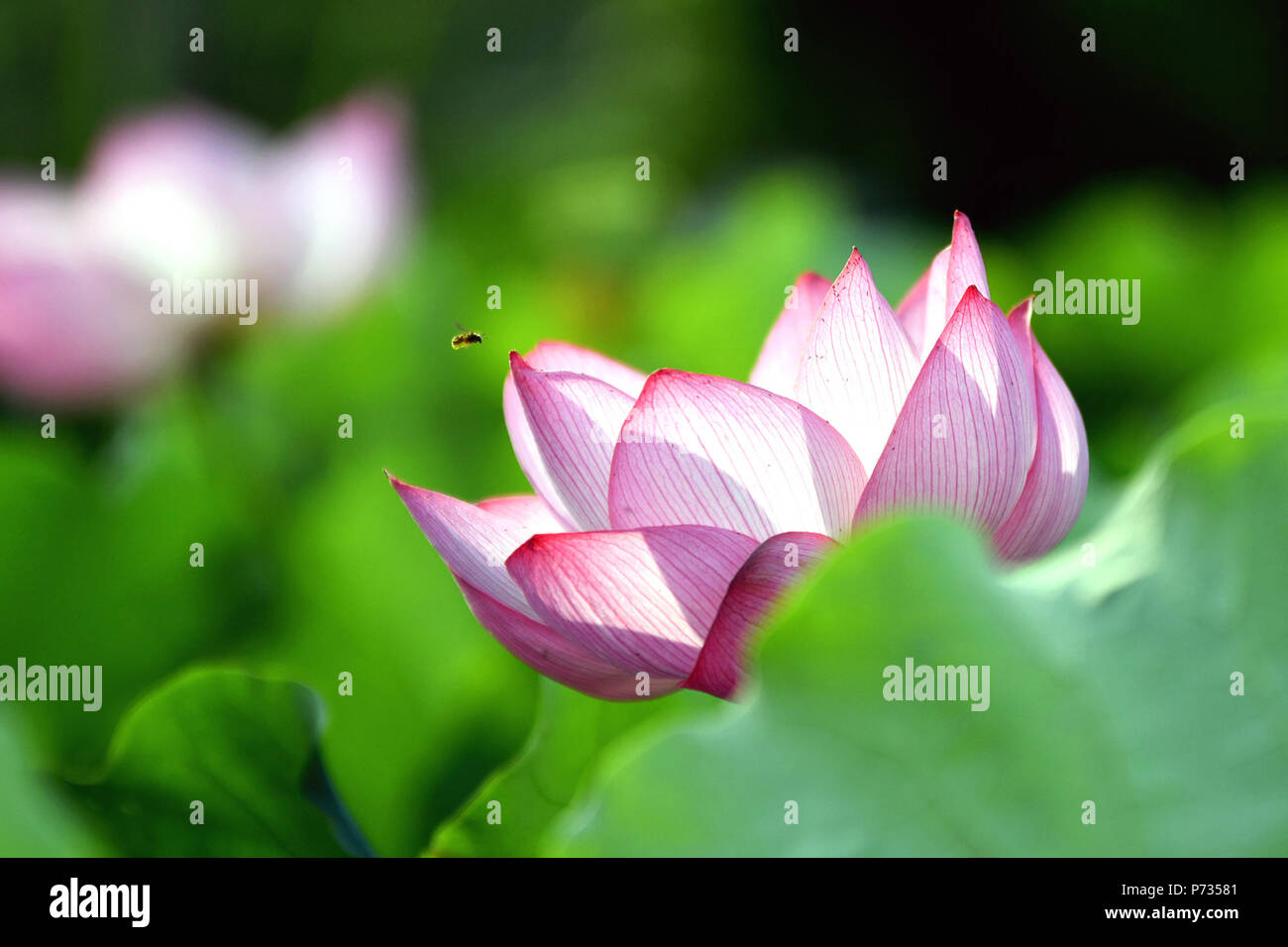 Rulin hi-res stock photography and images - Alamy