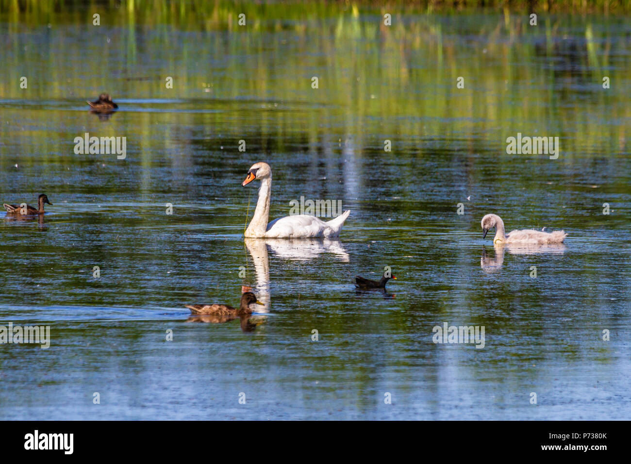 Newton pool nature reserve hi-res stock photography and images - Alamy