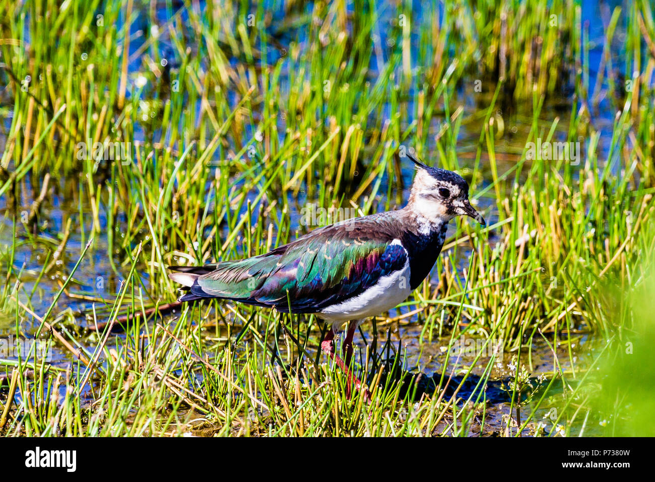 Newton pool nature reserve hi-res stock photography and images - Alamy