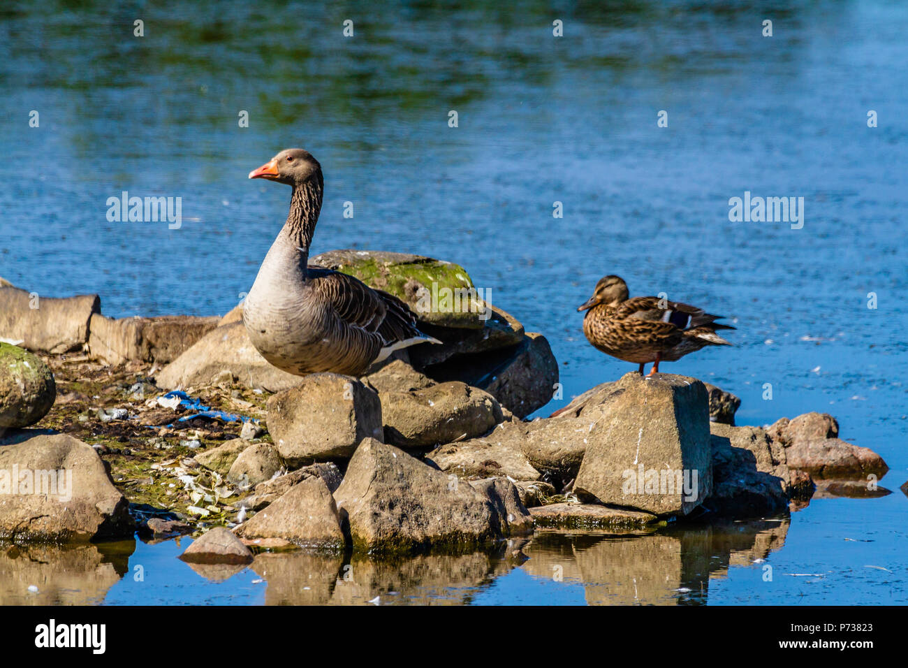 Newton pool nature reserve hi-res stock photography and images - Alamy