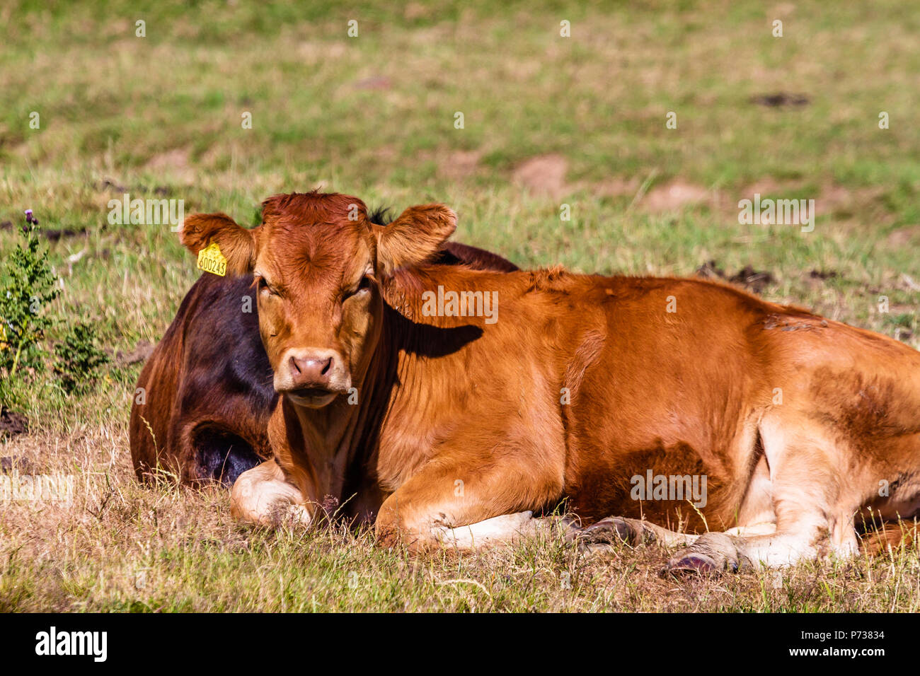 Lying cows hi-res stock photography and images - Alamy