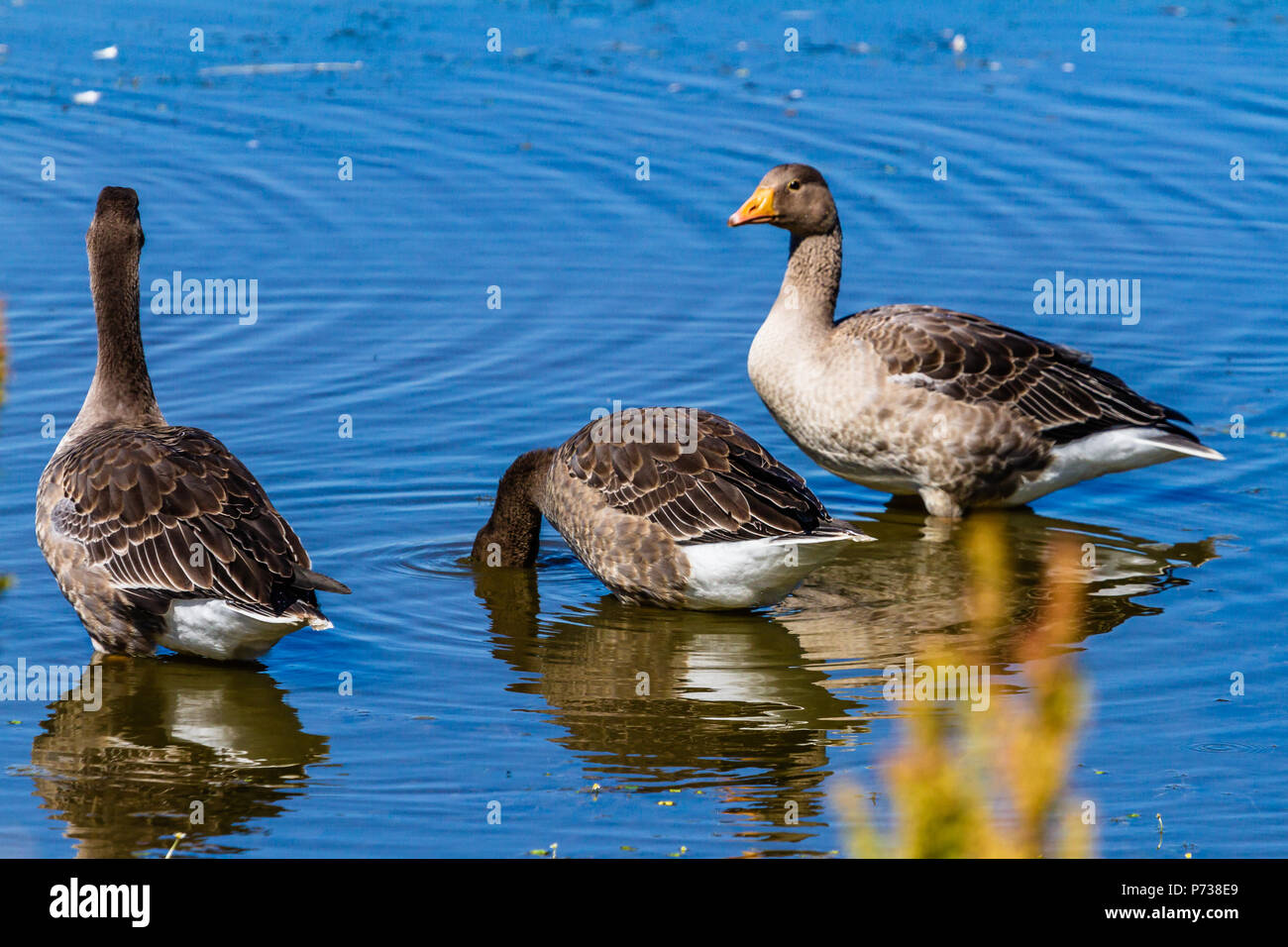 Newton pool nature reserve hi-res stock photography and images - Alamy