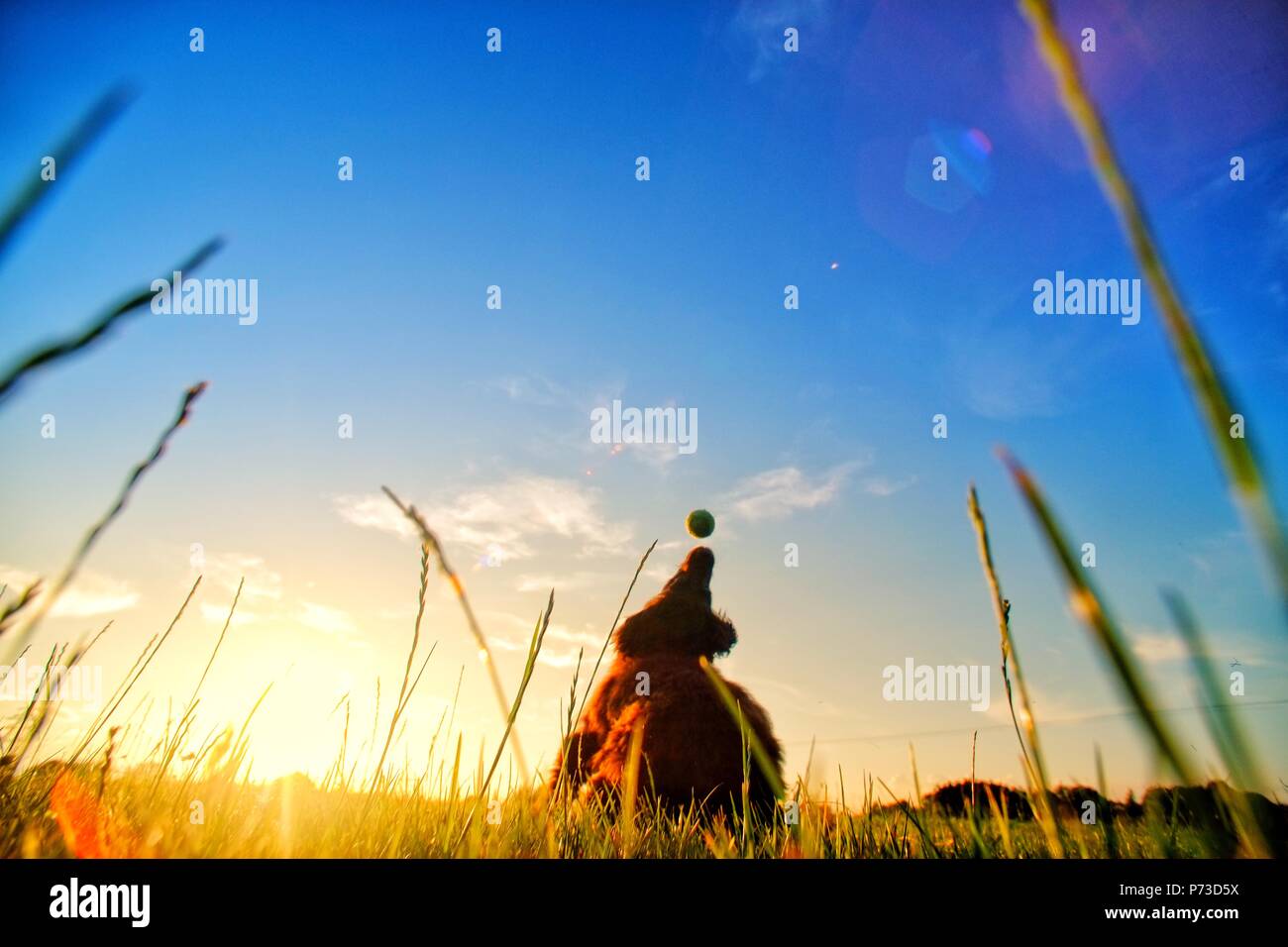 A cocker spaniel enjoying an evening walk at sunset Stock Photo - Alamy