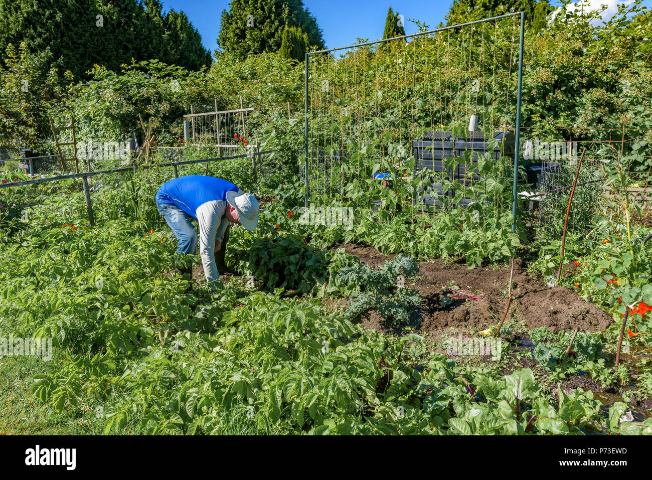 Man weeding garden hi-res stock photography and images - Alamy