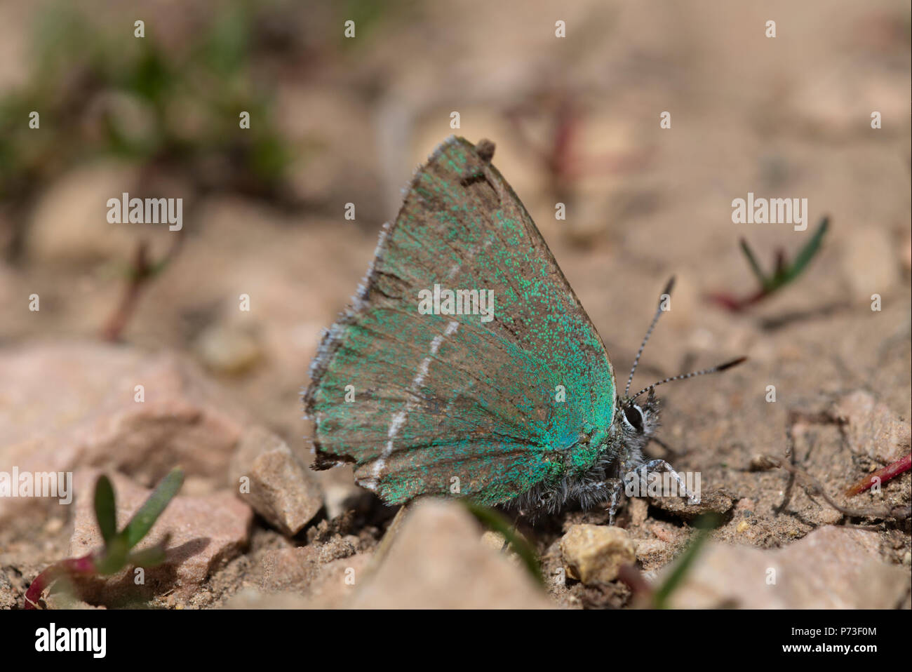 Sheridans High Resolution Stock Photography and Images - Alamy