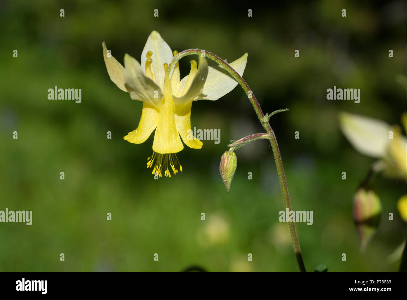 Yellow columbine hi-res stock photography and images - Alamy