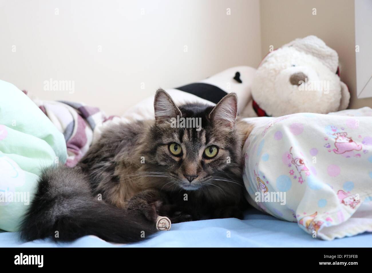 Cat taking over human's bed Stock Photo - Alamy