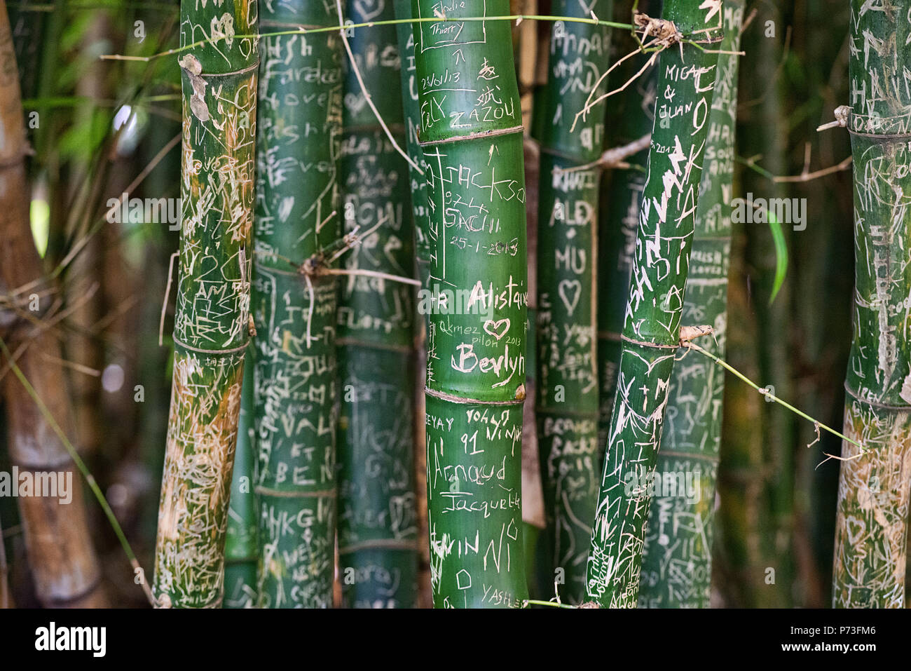 Spoiling nature hi-res stock photography and images - Alamy