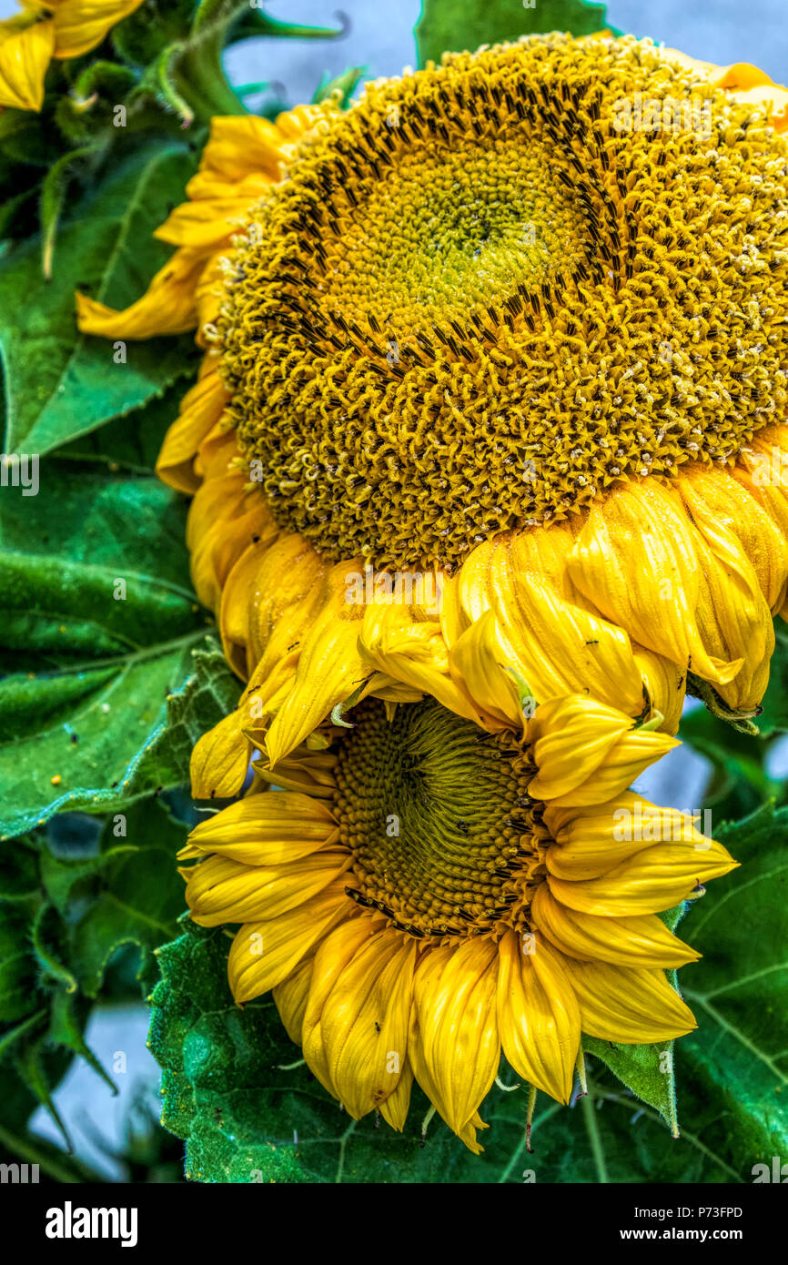 Sunflower in Spring - Los Angeles, California USA Stock Photo - Alamy