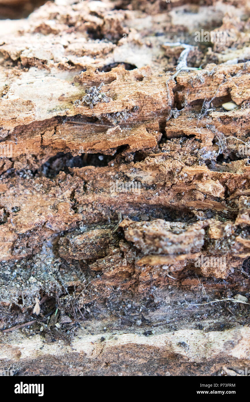 Rotted tree hi-res stock photography and images - Alamy