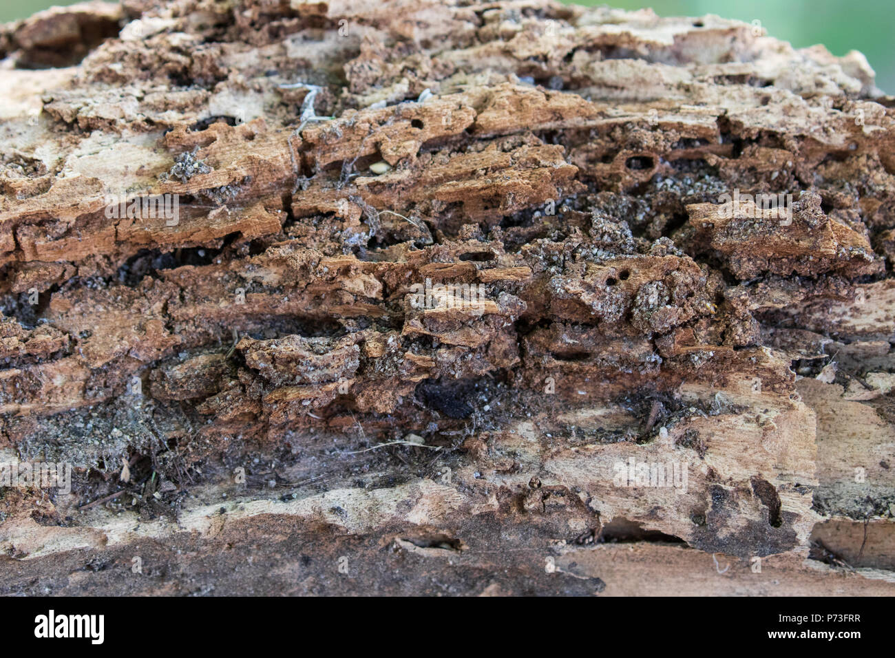 Rotted tree hi-res stock photography and images - Alamy