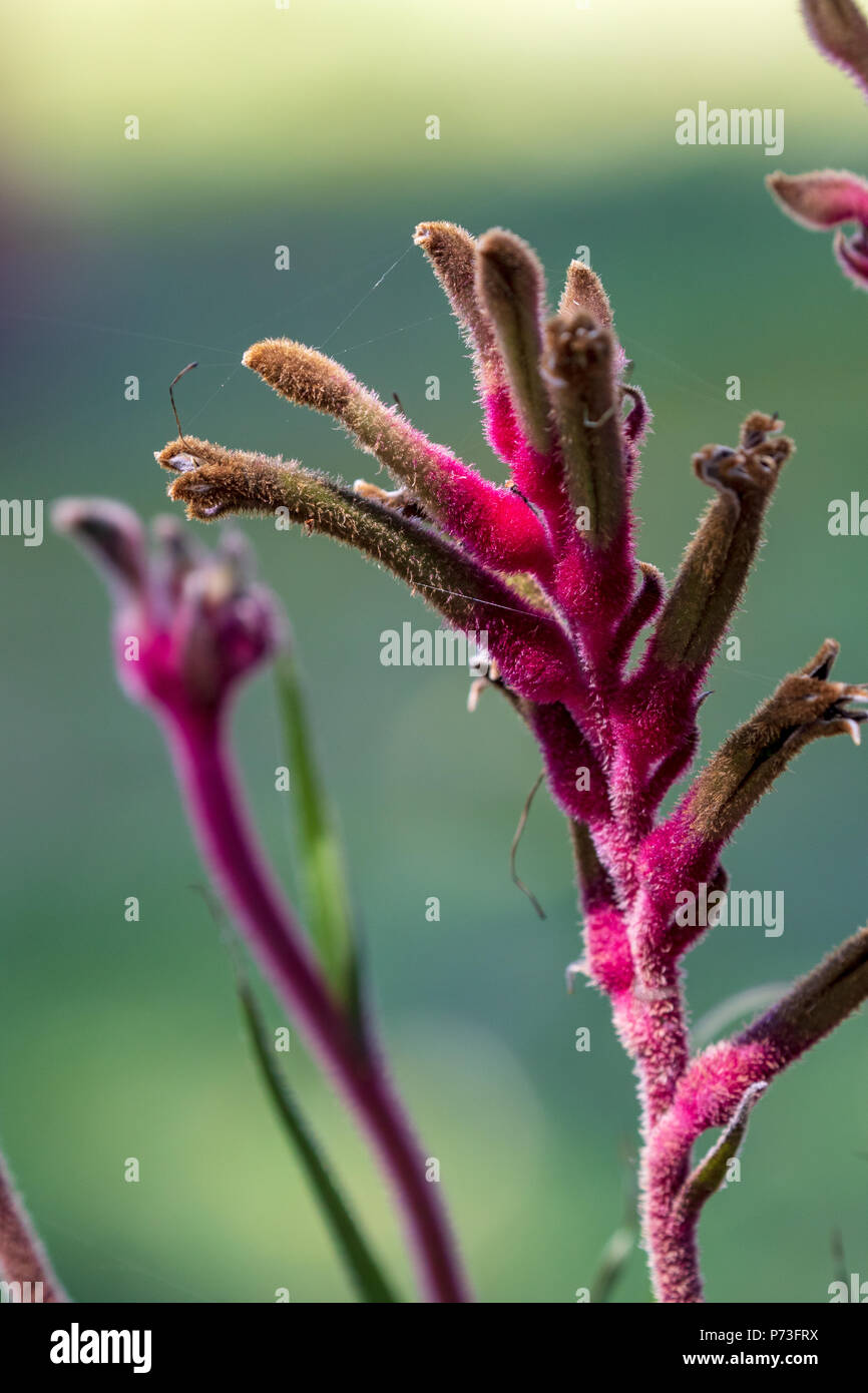 Closeup photograph of a Kangaroo Paw, Cat's Paw, Australian Sword Lily ...