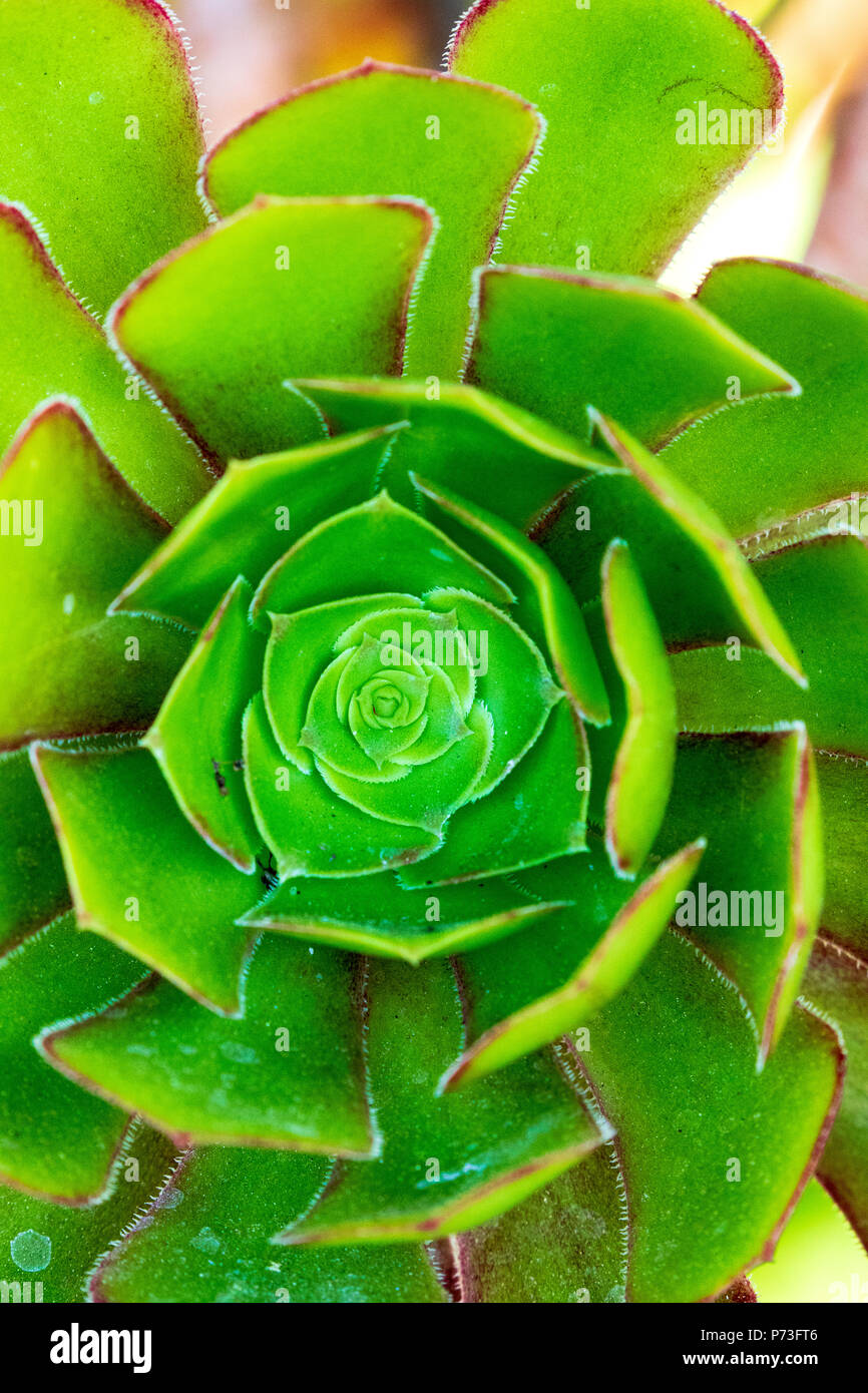 Aeonium arboretum red and green hi-res stock photography and images - Alamy