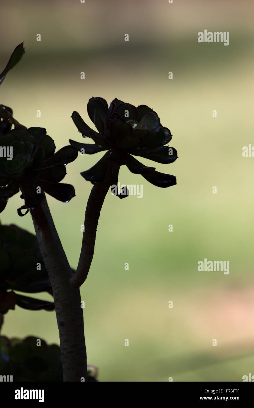 Aeonium arboretum red and green hi-res stock photography and images - Alamy