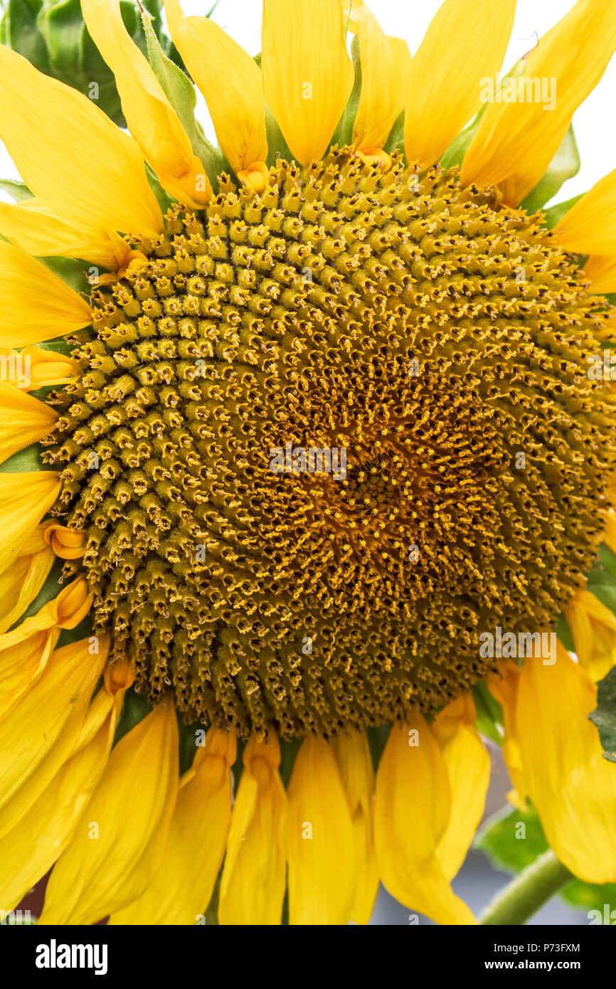 Sunflower in Spring - Los Angeles, California USA Stock Photo - Alamy