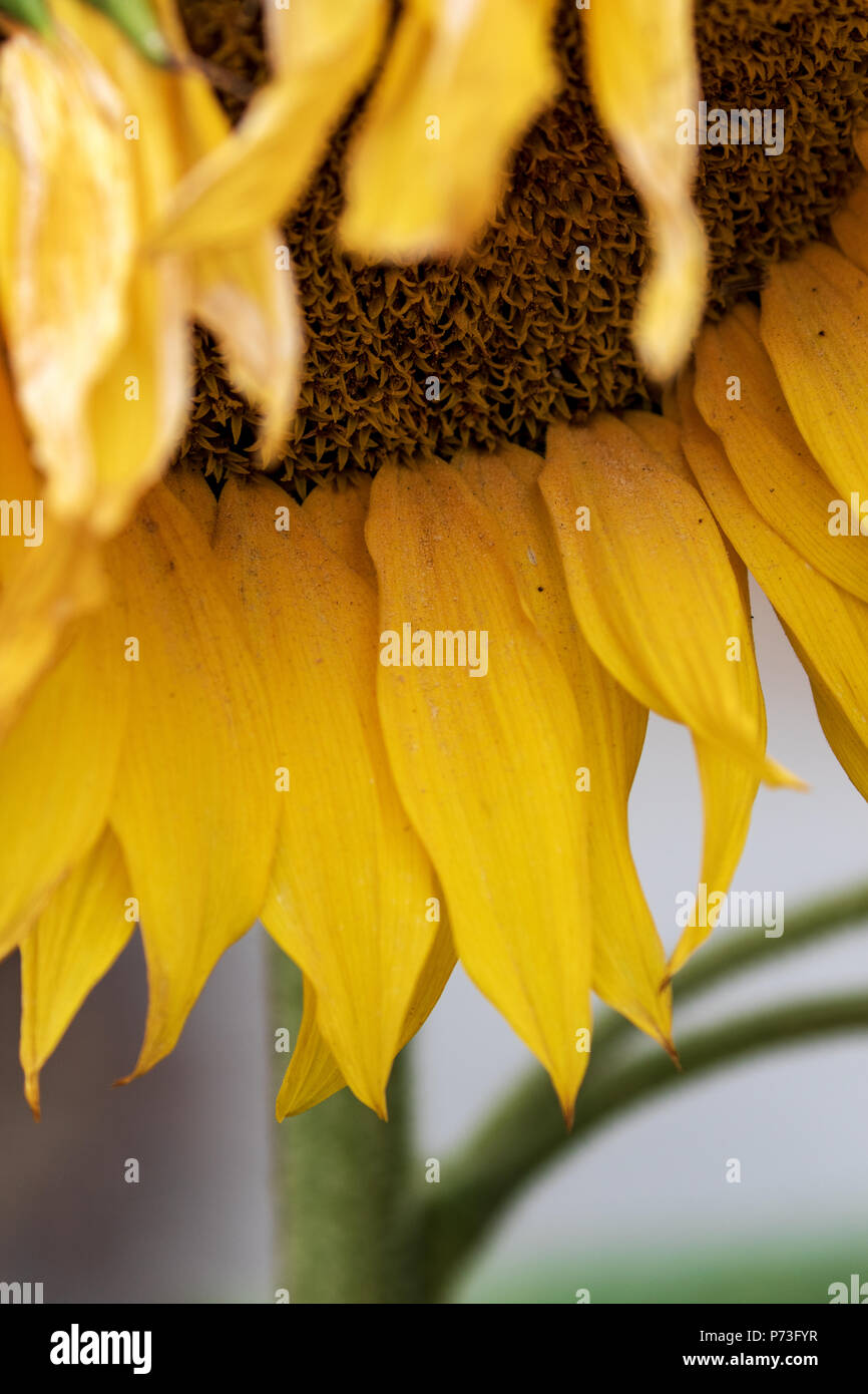 Sunflower in Spring - Los Angeles, California USA Stock Photo - Alamy
