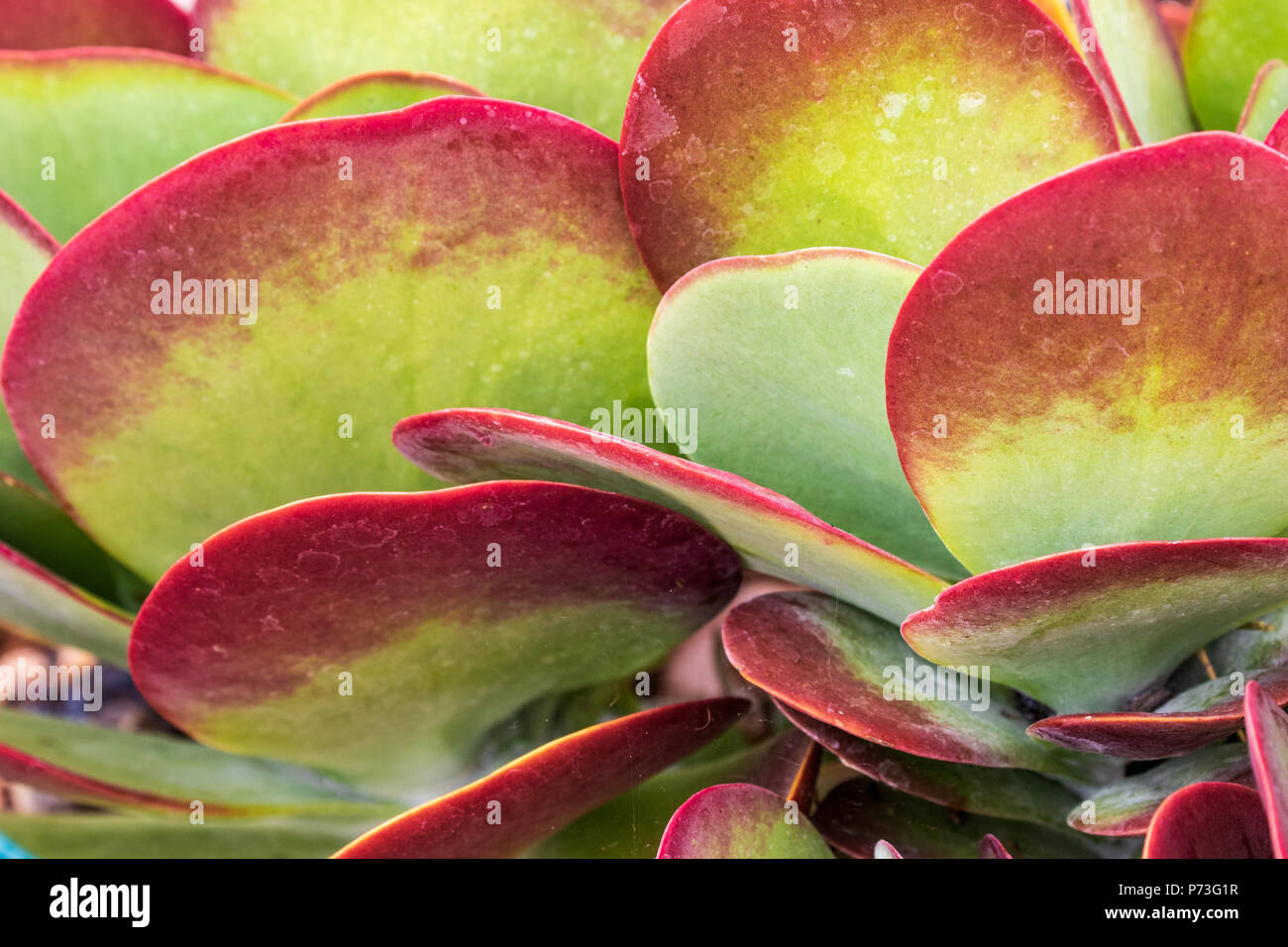 Red and Green Succulent - Paddle Plant, Red Pancakes, Flapjack, Desert ...