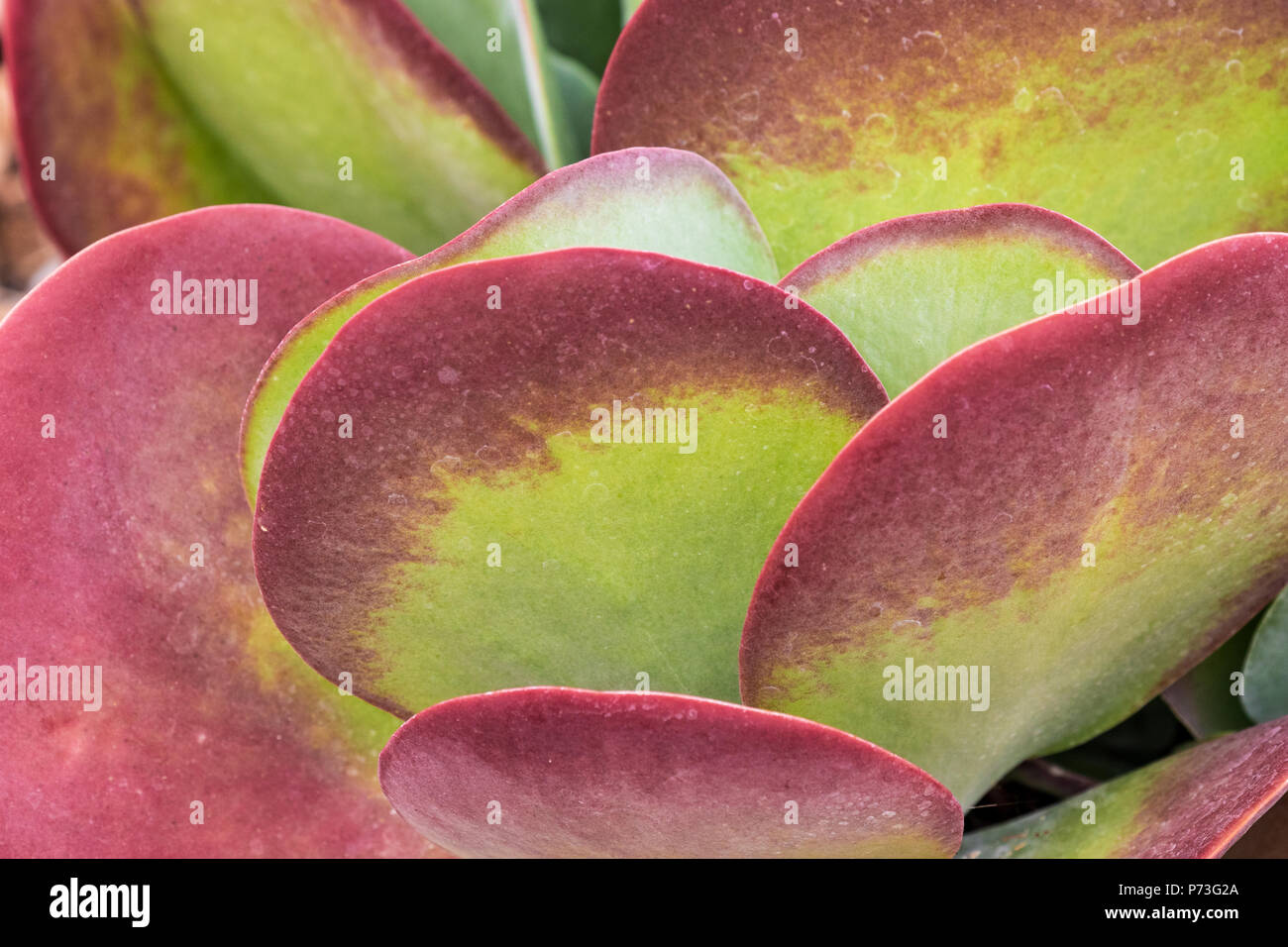 Red and Green Succulent - Paddle Plant, Red Pancakes, Flapjack, Desert ...