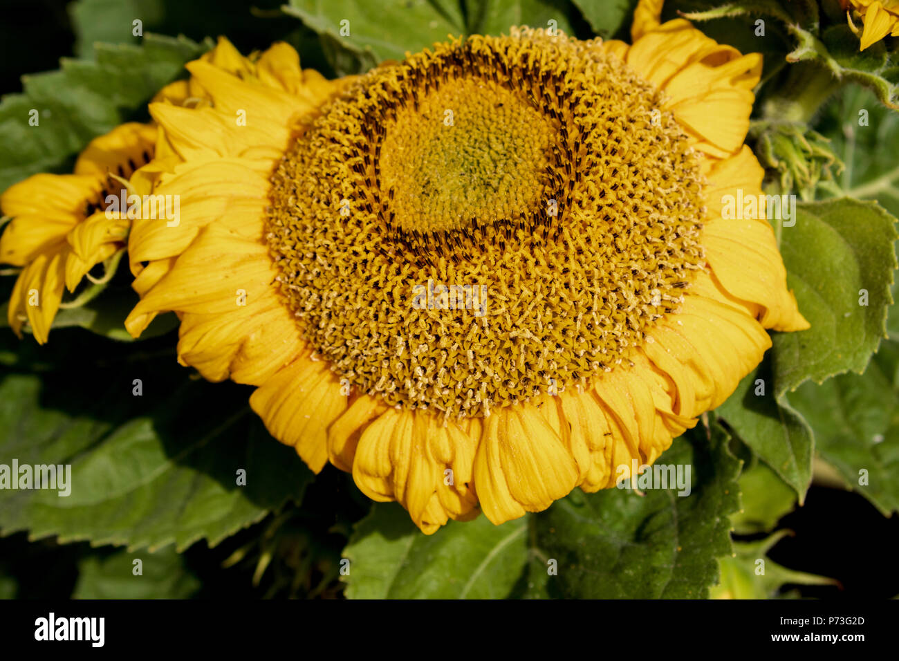 California indians food hi-res stock photography and images - Alamy