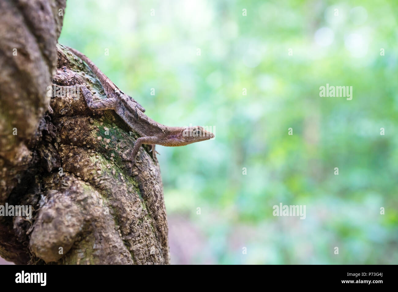 Close up of a lizard on a liana in the green jungle of Tikal, Guatemala ...