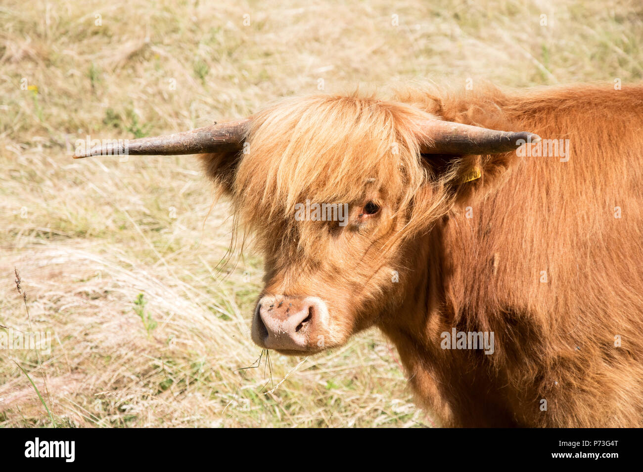Highland cow giving the camera a strange look Stock Photo - Alamy