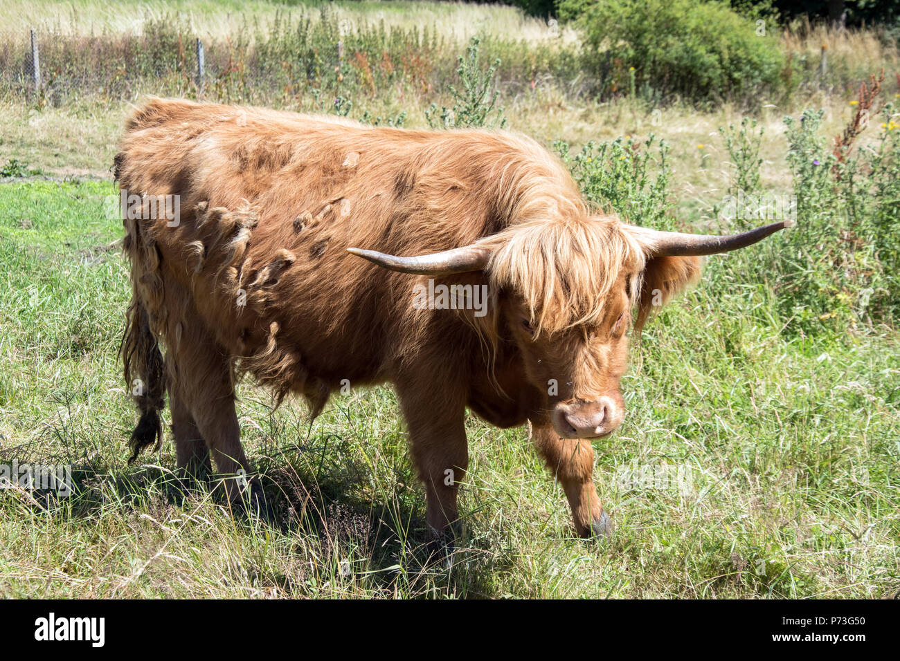 Angry Cow Stock Photos & Angry Cow Stock Images - Alamy
