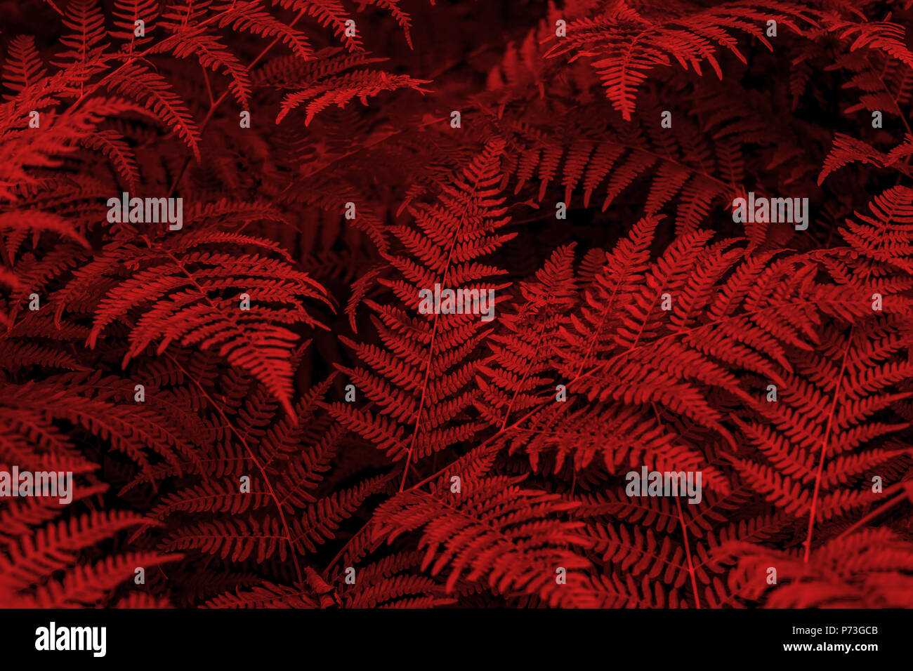 dark red beautiful fern leaves Stock Photo - Alamy