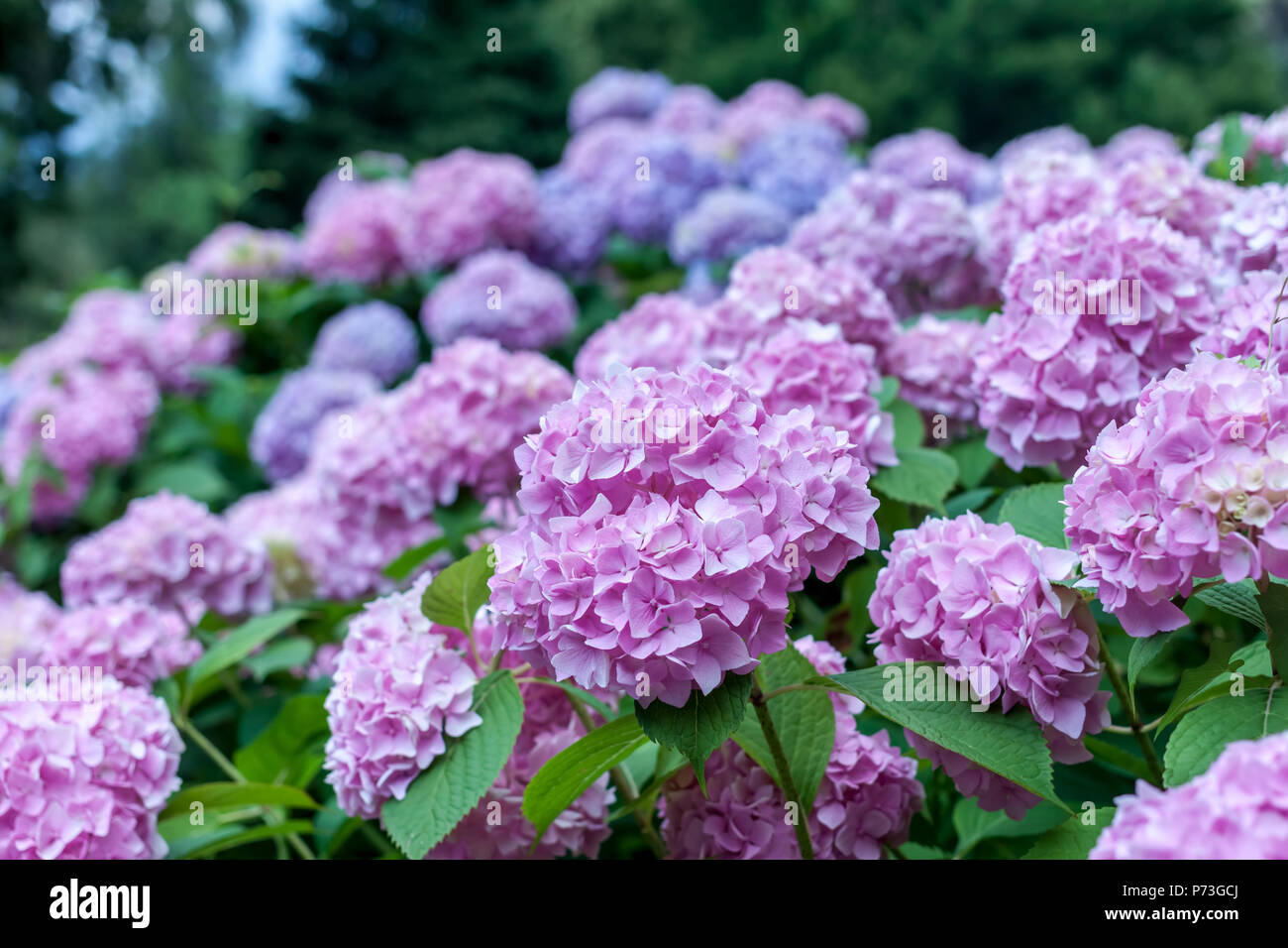 colorful blooming hydrangea background Stock Photo - Alamy