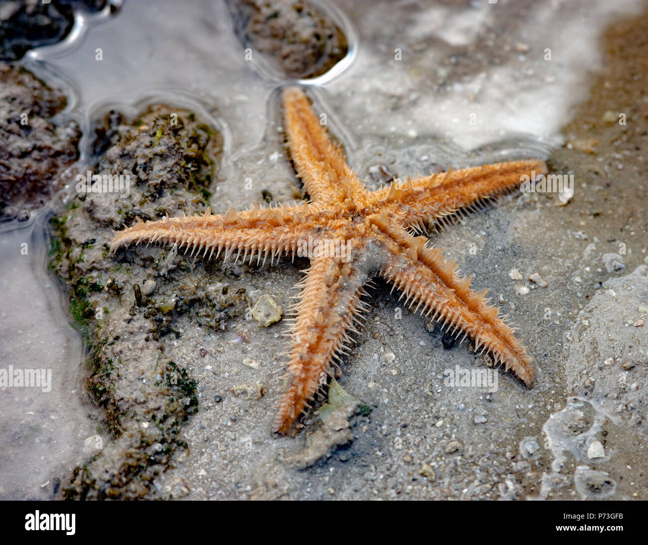 Observe wild animals hi-res stock photography and images - Alamy