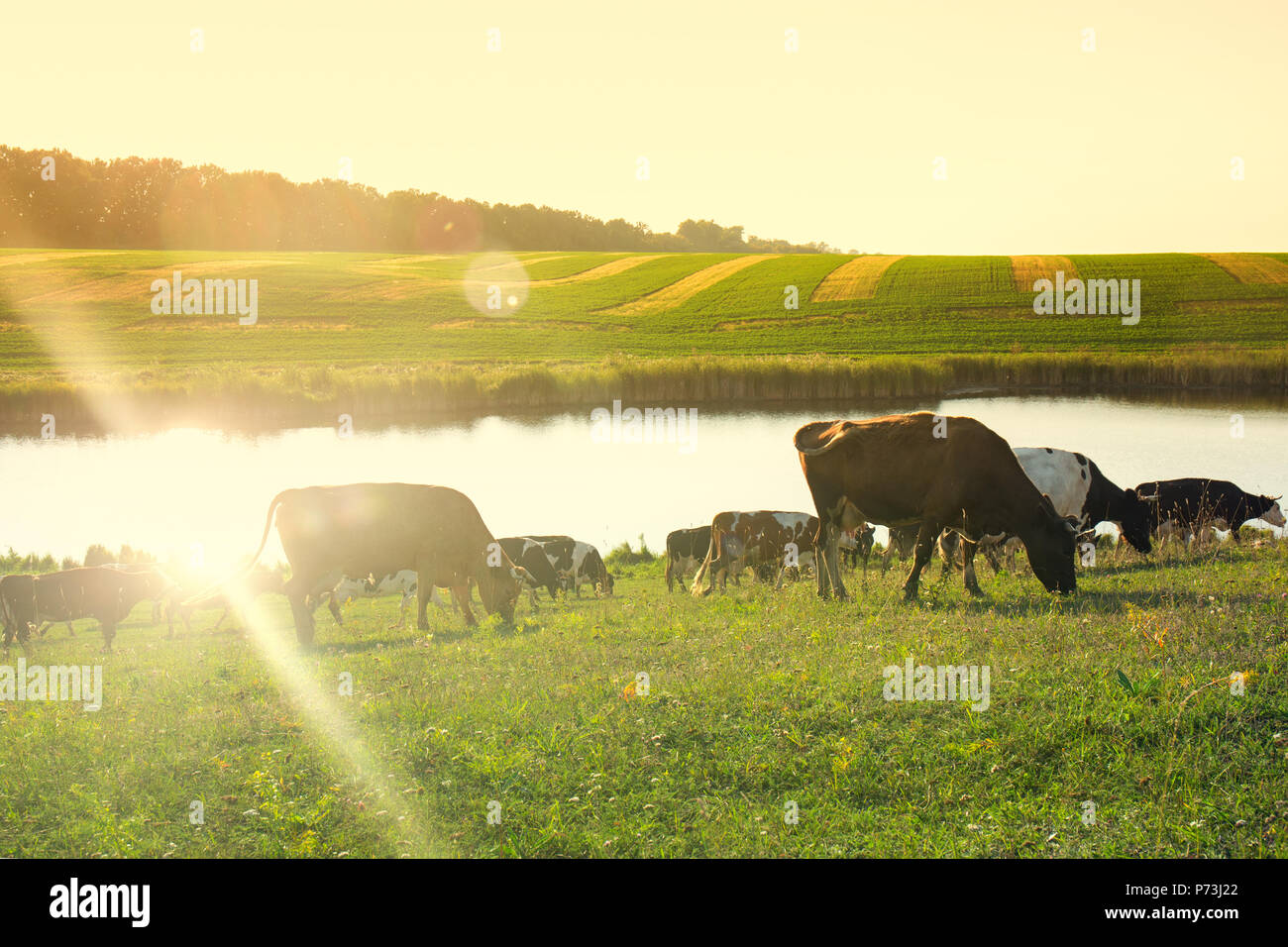 Sun in the river Stock Photo - Alamy