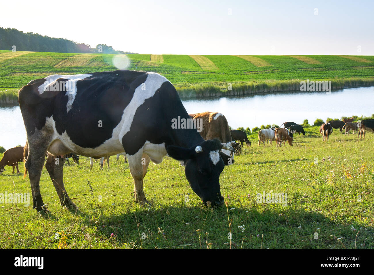 The cow is eating grass Stock Photo - Alamy