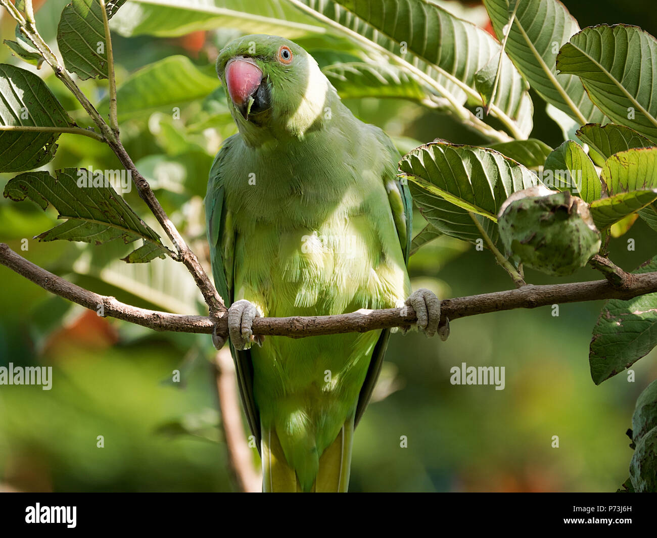 India parrot hi-res stock photography and images - Alamy