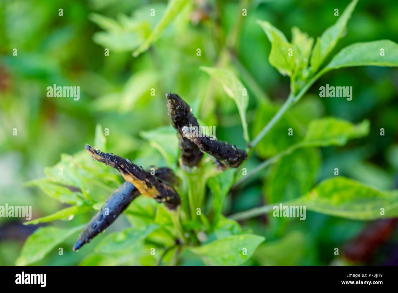 CAPSICUM FRUTESCENS LINN (BIRD CHILI, CHILI) A colorful of Karen ...