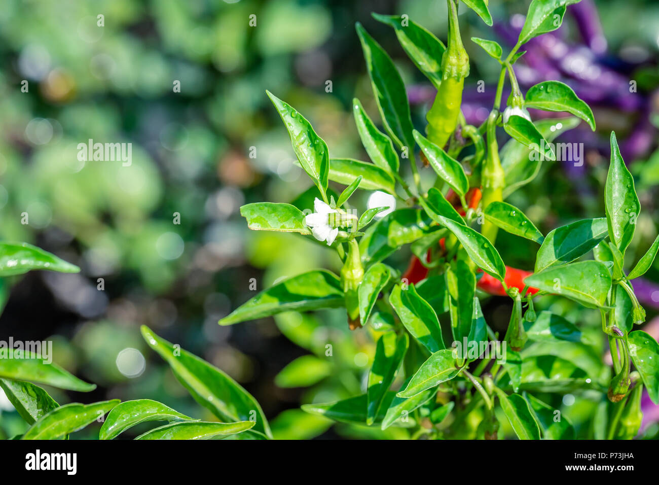 CAPSICUM FRUTESCENS LINN (BIRD CHILI, CHILI) A colorful of Karen ...
