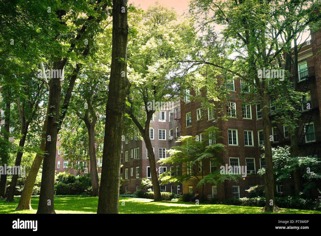 Elm tree court hi-res stock photography and images - Alamy