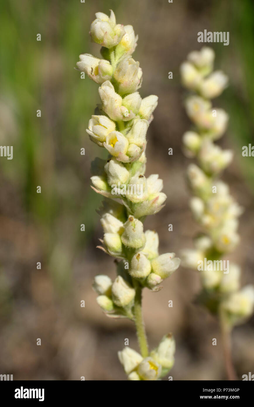 Alpine alumroot hi-res stock photography and images - Alamy