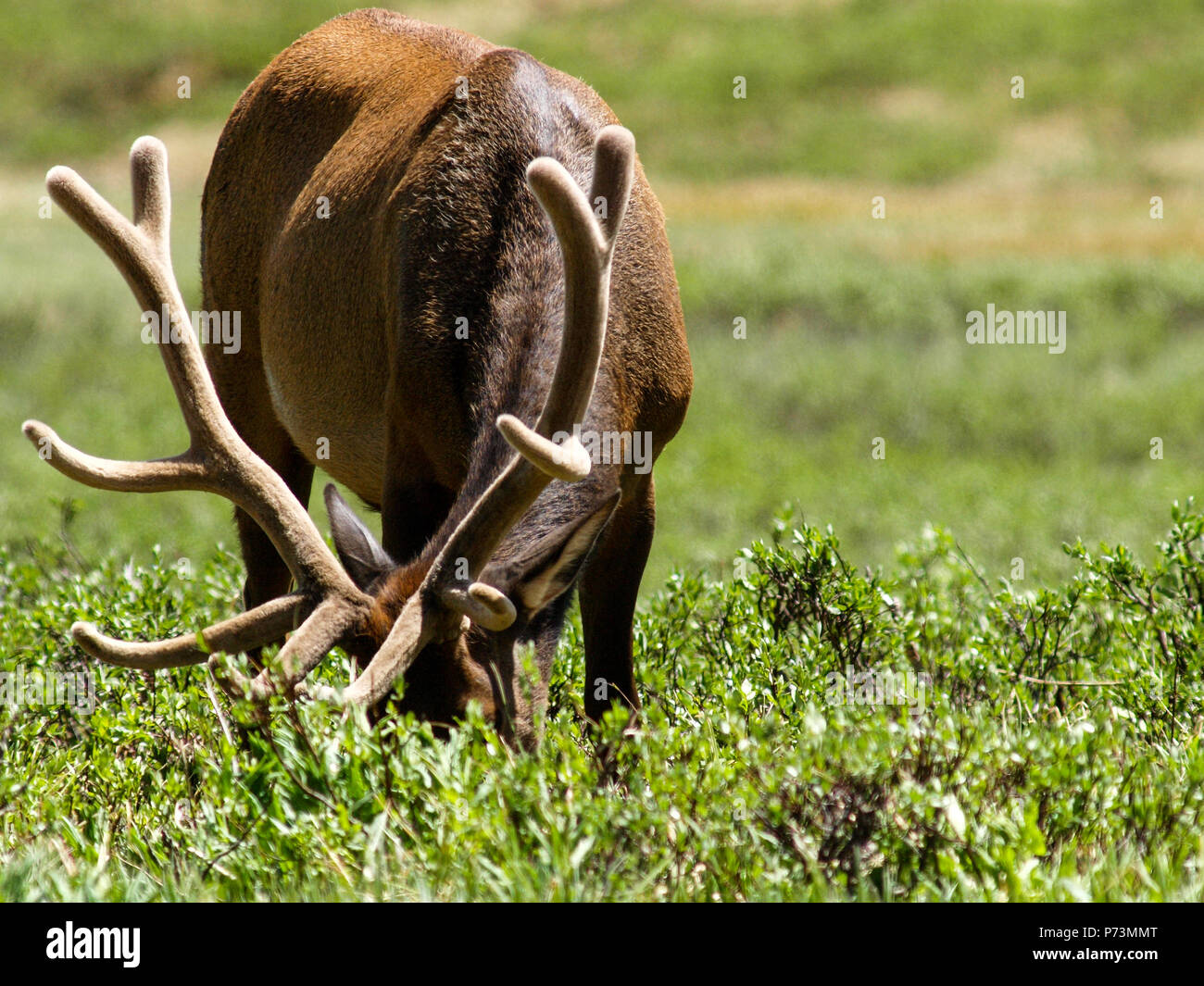 Bull cow elk feeding hi-res stock photography and images - Alamy