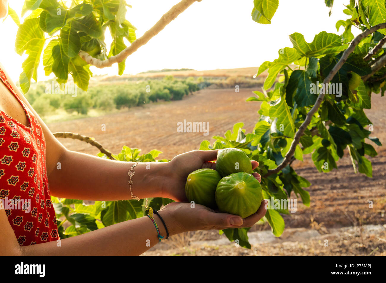 The hands of a woman holding huge figs in her hands collected from a ...