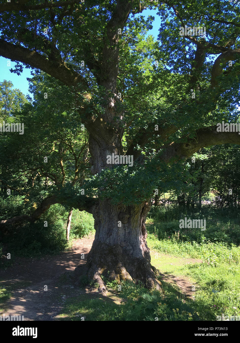Birnam Oak in Birnam Wood, Dunkeld, Scotland, on 1 July 2018 Stock Photo - Alamy