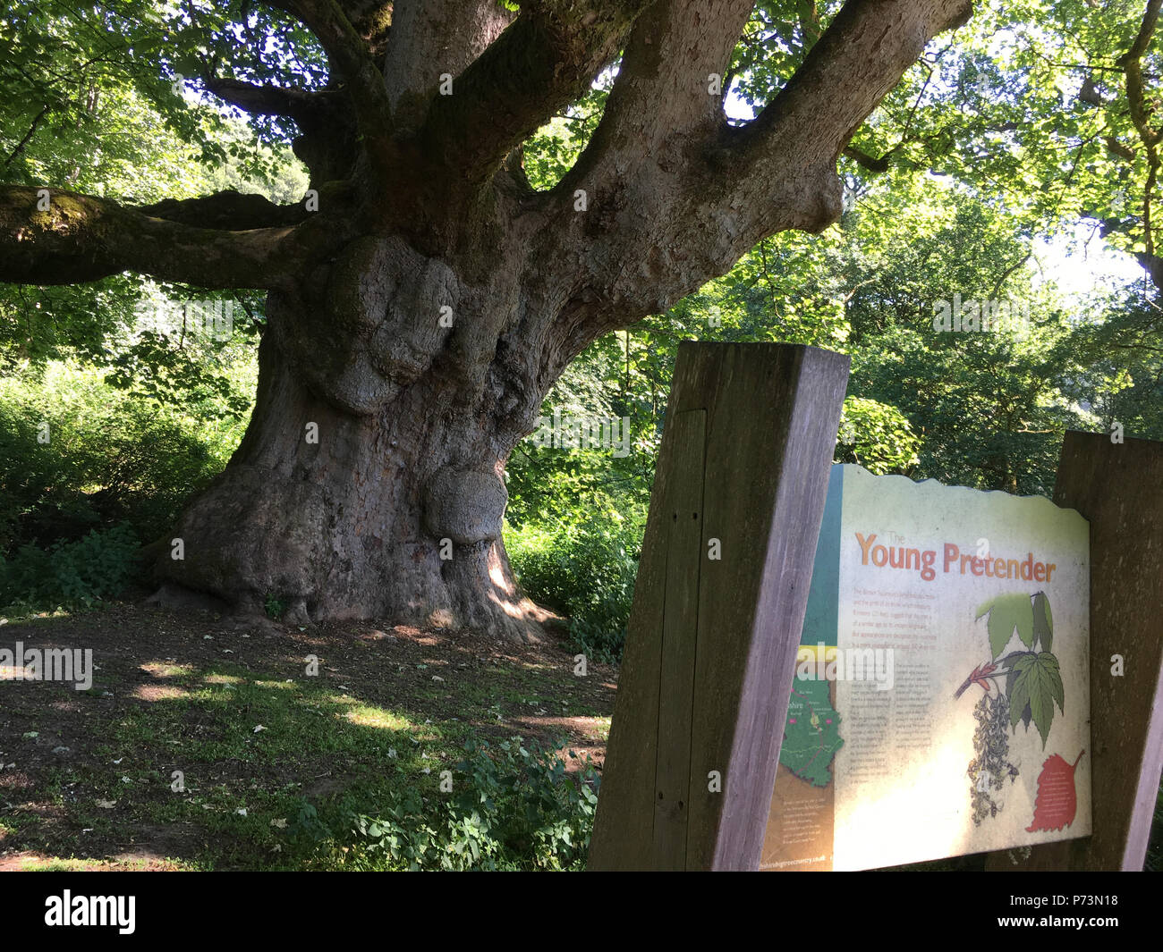 Birnam sycamore dunkeld hi-res stock photography and images - Alamy