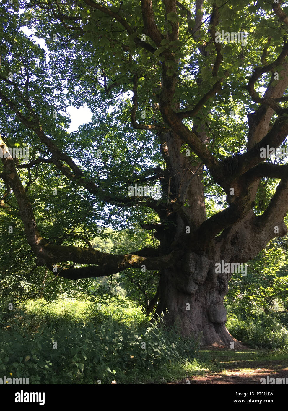 Birnam sycamore hi-res stock photography and images - Alamy