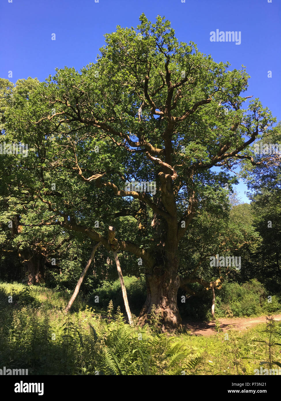 Birnam wood hi-res stock photography and images - Alamy