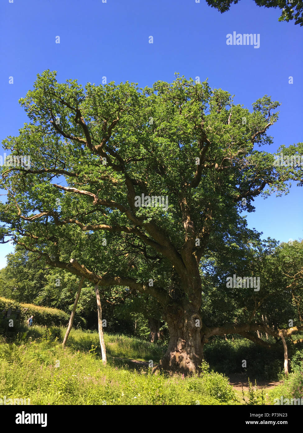 Birnam perthshire hi-res stock photography and images - Alamy