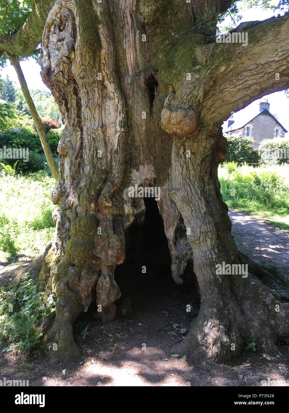 Dunkeld and birnam trees hi-res stock photography and images - Alamy