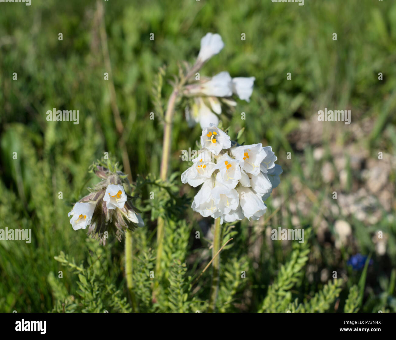 Pilot range hi-res stock photography and images - Alamy