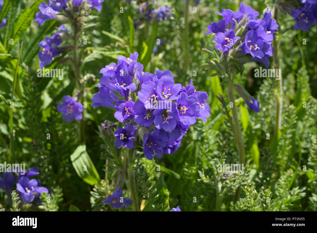 Pilot range hi-res stock photography and images - Alamy