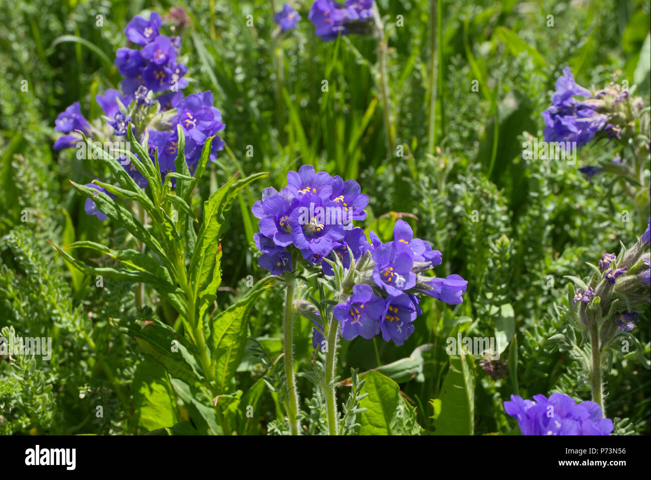 Polemonium eximium hi-res stock photography and images - Alamy
