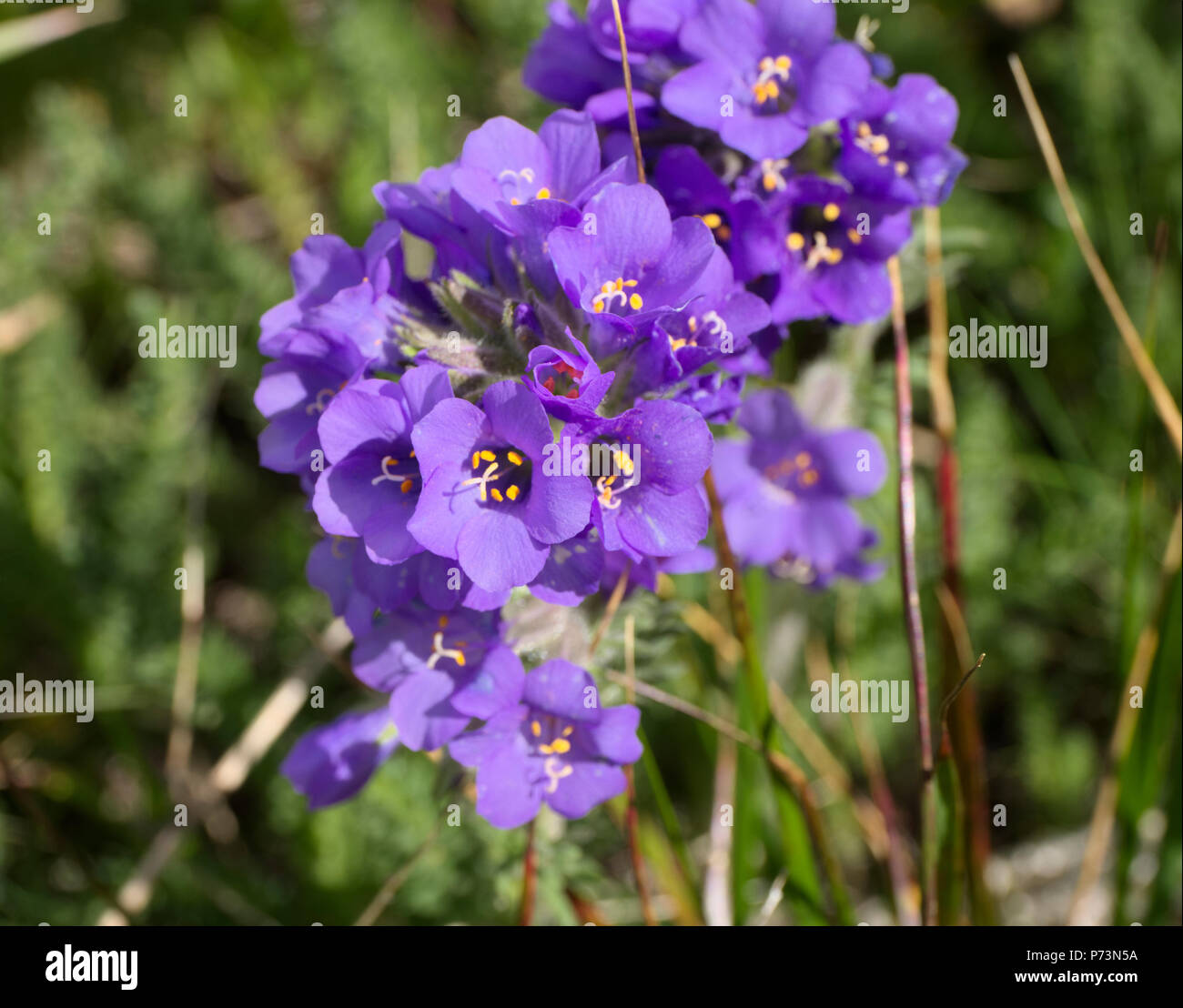 Pilot range hi-res stock photography and images - Alamy