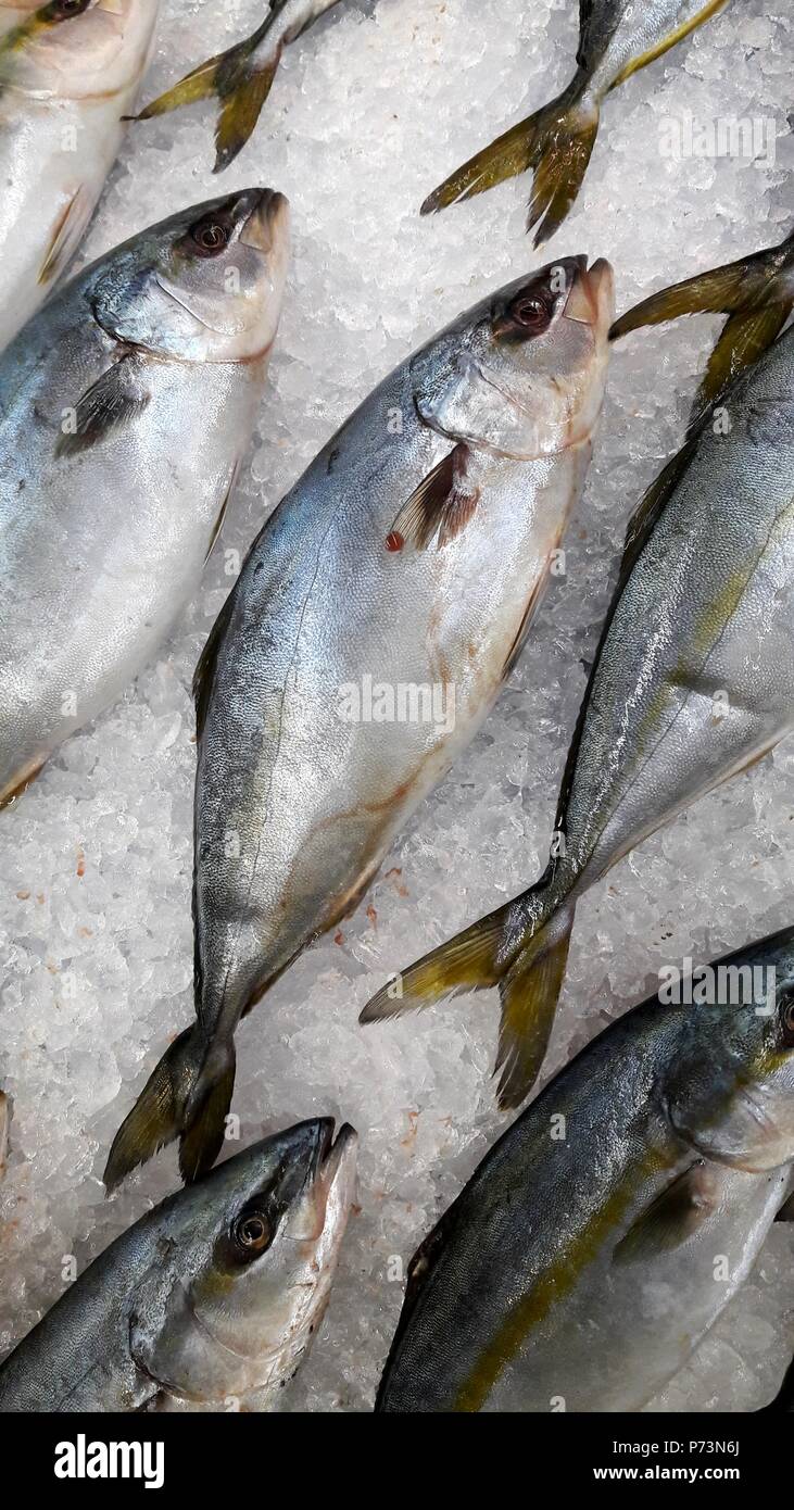 beautiful picture of Yellow Tailed Fish in Thai market Stock Photo - Alamy